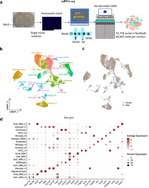 Sex And Cell Specific Gene Expression In Corticolimbic Brain Regions