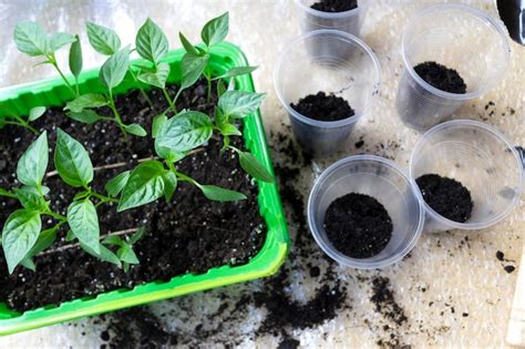 Premium Photo Seedlings Young Seedlings In Pots Transplanting