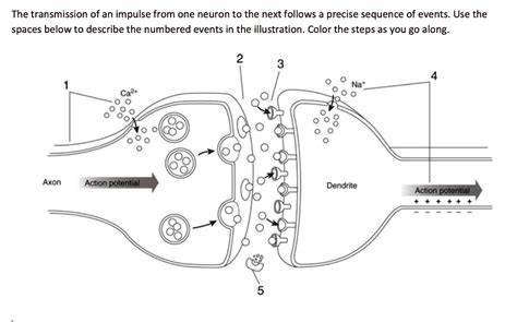 Solved The Transmission Of An Impulse From One Neuron To The Next Follows A Precise Seguence Of