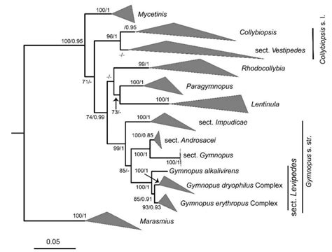 Morphological And Molecular Evidence Reveal Eight New Species Of