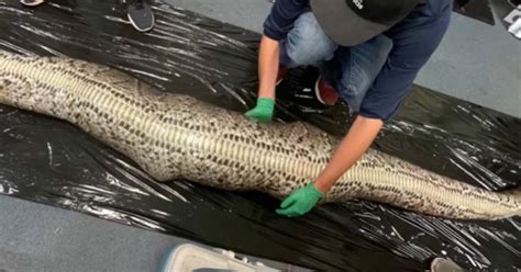 Badacze Przecierali Oczy Ze Zdumienia Oto Co Połknął Pyton