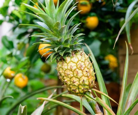 How To Grow Pineapples At Home A Step By Step Guide For Urban Gardeners