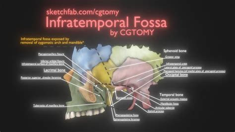 Fossa 3d Models Sketchfab