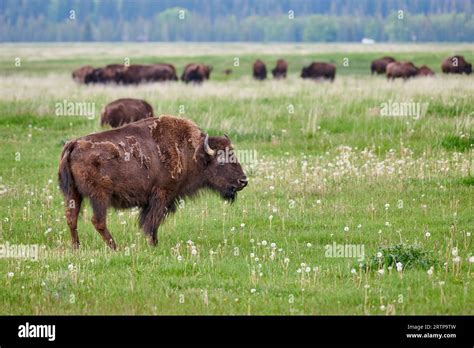 American Bison Bison Bison Grand Teton National Park Wyoming United States Of America Stock