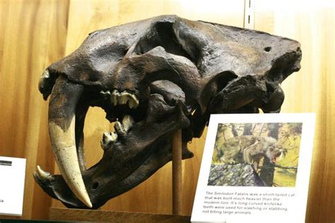 Saber Tooth Tiger Fossil