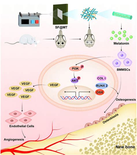 Melatonin Encapsuled Silk Fibroin Electrospun Nanofibers Promote Vascularized Bone Regeneration