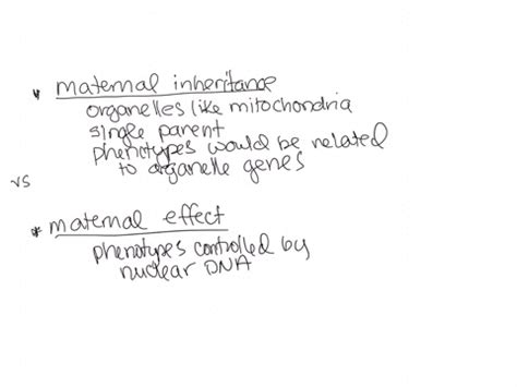 SOLVED A What Are Maternal Effect Genes B When Are Gene Products From These Genes Made And