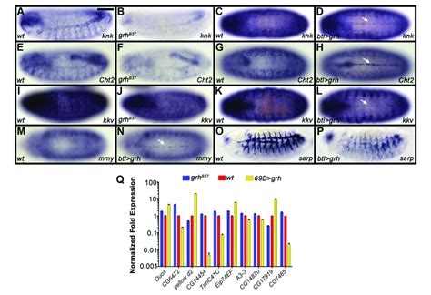 fig s4 validation of the microarray gene expression data a p