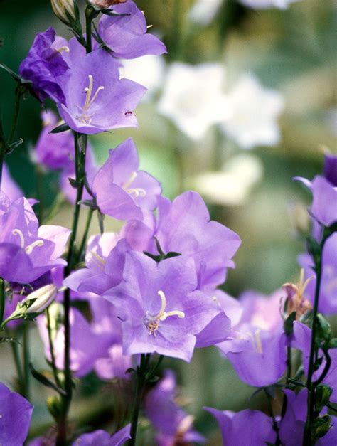 Purple Pink Bell Flower