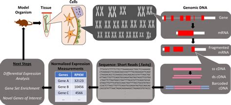 The Typical Rna Seq Workflow Entails Mrna Isolation From Cells Or Download Scientific Diagram