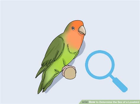 How To Determine The Sex Of A Lovebird Steps With Pictures