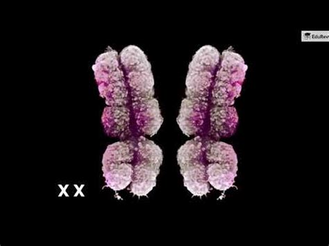 Sex Determination Video Lecture Class 10