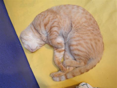 Sleeping Kitty By Alvro On Deviantart