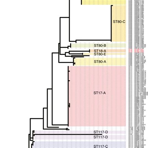 maximum likelihood tree based on core genome snps in the 182