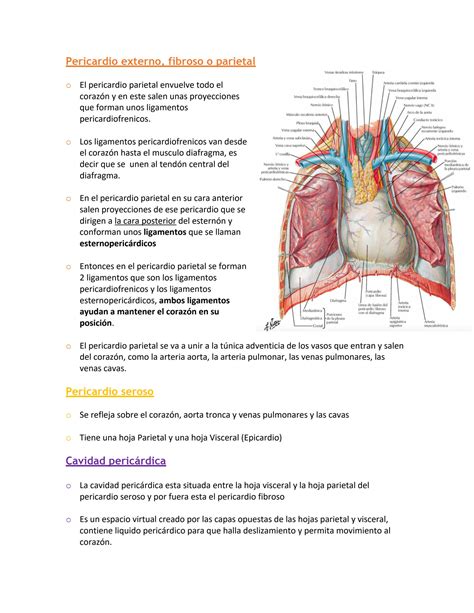 SOLUTION: Anatomia del corazon - Studypool