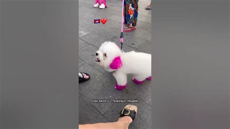 Странная И Красивая🤣😱🇰🇭 ️ азия веселоевидео приколы камбоджа красота странное собака