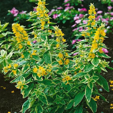 Lysimachia Punctata Hometown Hero Garten Gilbweiderich Hometown