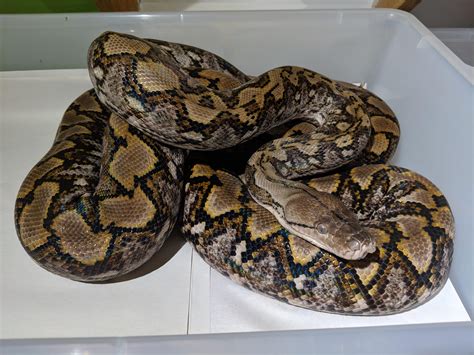 My Female Pure Madu Reticulated Python In A Holding Tub Whilst I Clean