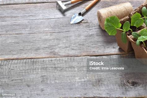 오이와 토마토 묘목과 나무 배경에 정원 도구의 상단 전망 그는 평평하게 누워 있었다 위에서보기 0명에 대한 스톡 사진 및 기타