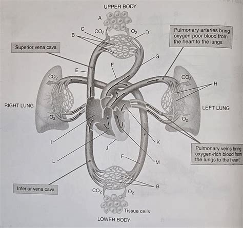 Chapter 6 The Circulation System Diagram Quizlet