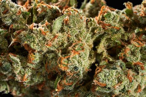 Rythm Strain Library Jack Herer