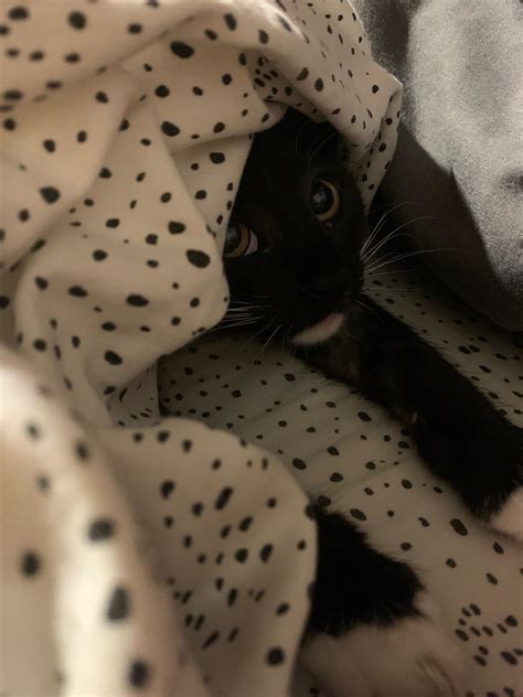 Undercover Kitty R Aww