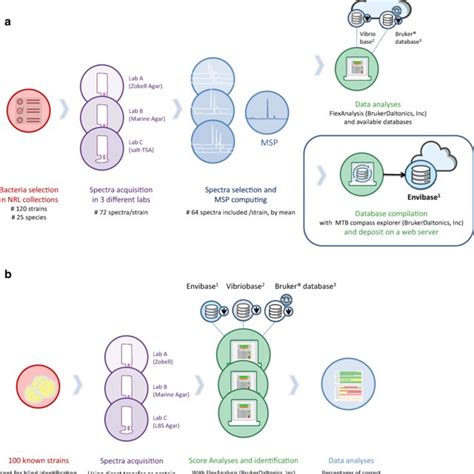 Maldi Tof Ms Microbial Identification Workflow ¹free Download On