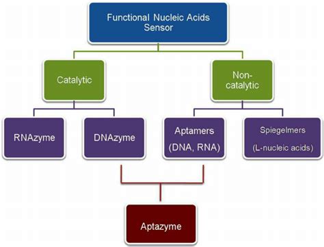 Types Of Various Functional Nucleic Acids Fnas Download Scientific