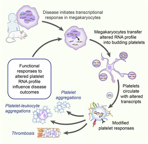 Alterations In The Megakaryocyte Transcriptome Impacts Platelet