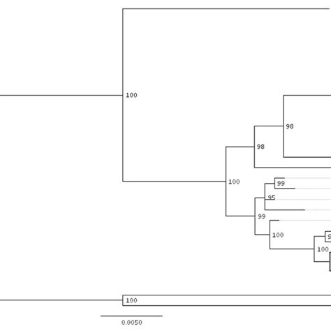 Bayesian Phylogenetic Tree Showing Relationships Among Representative Download Scientific
