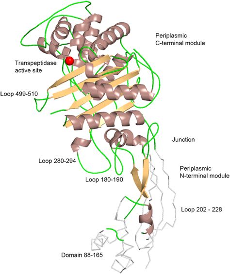 Structure Of E Coli Pbp3 Cartoon Representation Of The Crystal Download Scientific Diagram