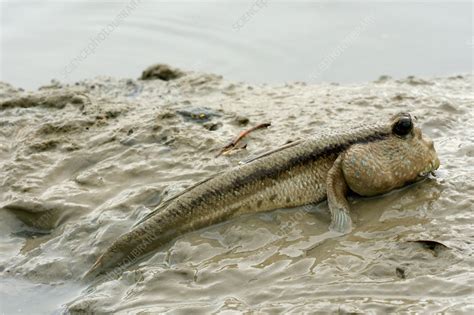 Giant Mudskipper Stock Image F0319254 Science Photo Library