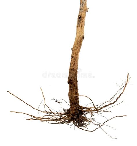 The Tree Roots Silhouettes Isolated On A White Background Stock Image
