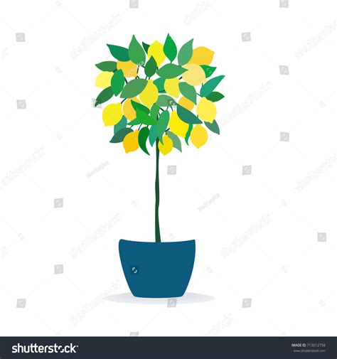 93 Lemon Tree Pot Sketch Stock Vectors And Vector Art Shutterstock