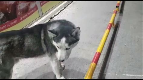 ბაგებელი ჰასკი მამასი Youtube