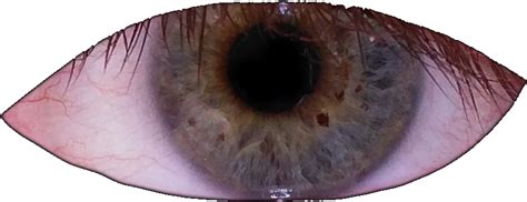 View Eyes Close Up Clipart Large Size Png Image Pikpng