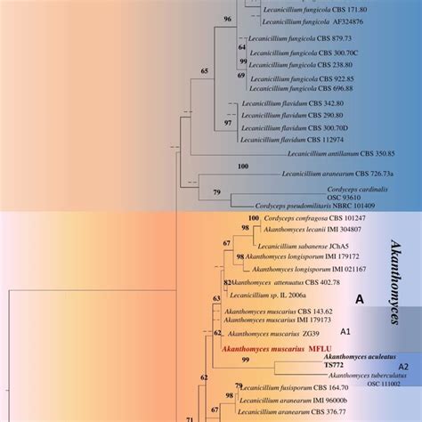 Maximum Likelihood Majority Rule Consensus Tree For The Isolates Based Download Scientific