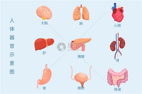 医疗健康人体内脏组织器官示意图矢量插图插画图片下载 正版图片401792754 摄图网