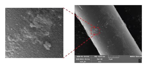 Surface Topography Of Carbon Fibers 20000 Times A Uncoated Carbon Download Scientific