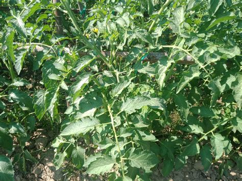 စလင်းမြို့နယ်တွင် ခရမ်းချဥ်သီး၊ ကြက်သွန်၊ အာလူး၊ စားဖိုချောင်သုံးသီးနှံများ စိုက်ပျိုးဖြစ်ထွန