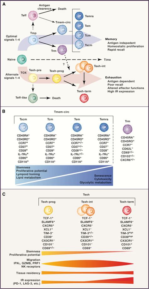 CD8 T Cells In The Cancer Immunity Cycle Immunity