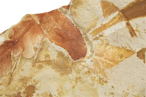 4 8 Fossil Seed Fern Glossopteris Plate Australia 321024 For Sale