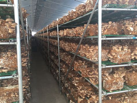 Shandong Lisente Agricultural Technology Co Ltd Multi Story Intelligent Greenhouse Multi