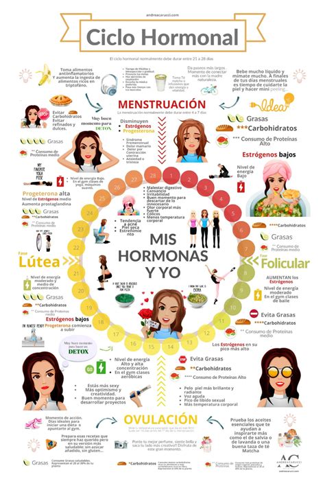 Fases del ciclo menstrual – Artofit