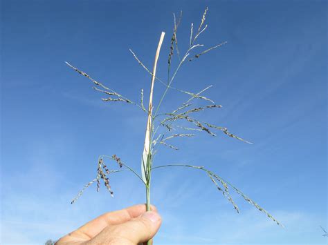 Panicum Coloratum Var Makarikariense Flowerhead1 Nwp Flickr
