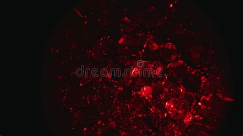 Cell Division Formation Of Morula And Embryo The Concept Of The Ovum Macro Video Under A