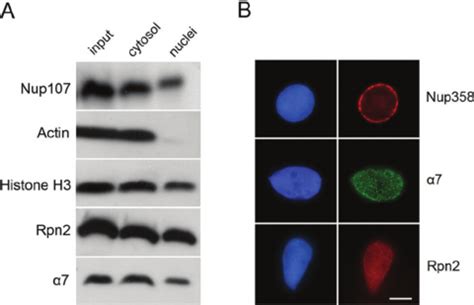Nuclear Targeting Of Proteasomes A In Vitro Reconstituted Nuclei