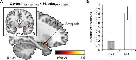 Oxytocin Effects On Amygdala Activity A B Oxytocin Generally Download Scientific Diagram