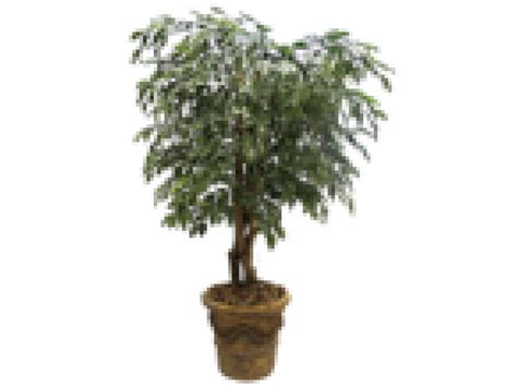 5 Polyblend Ficus Tree 5 Polyblend Ficus Tree