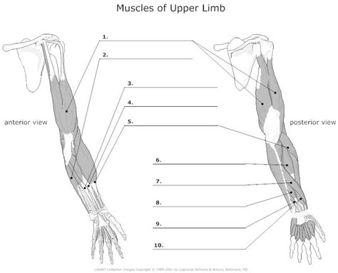 Muscles Of Upper Limb Unlabeled Example Smartdraw Blank Anatomy